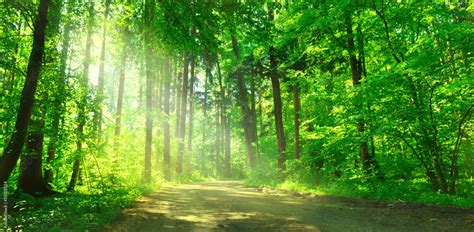 Waldweg Mit Sonnenschein Stock Foto Adobe Stock