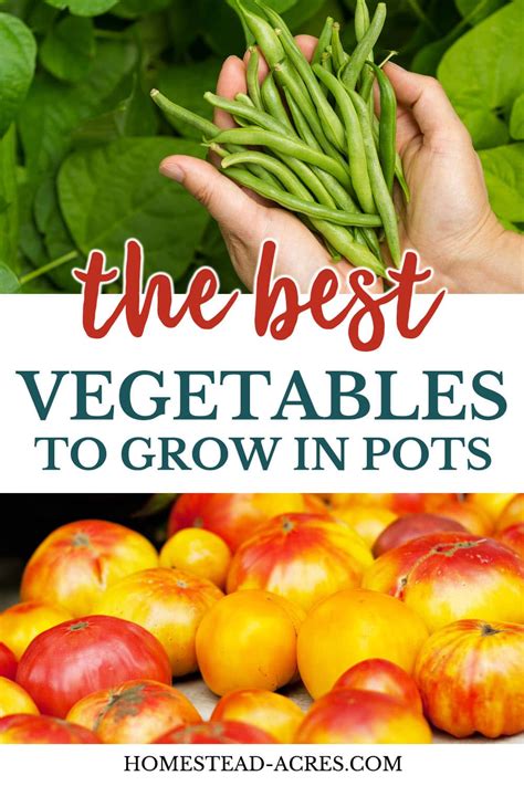 Vegetable Container Gardening For Beginners Artofit
