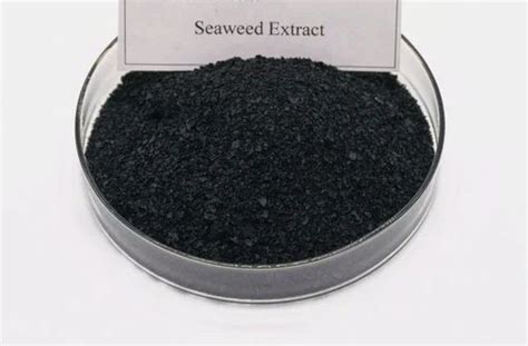 Seaweed Extract Fertilizers Powder At Rs Kg In Sikar Id