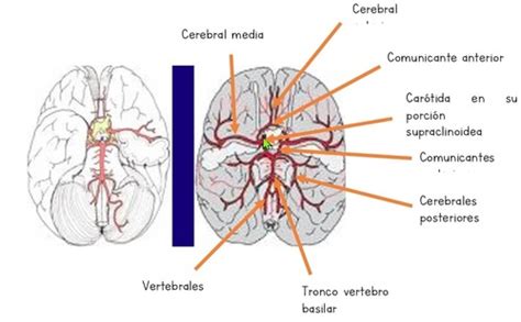 Vascularización arterial del cerebro Quizlet