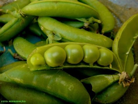 Horta como plantar Ervilha Pisum sativum Cursos a Distância CPT