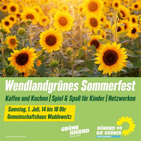 Sonnenblumen stehen mit der Blüte der Betrachterin zugerichtet