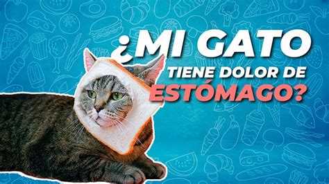 Por qué mi gato tiene arcadas y vomita saliva Descubre la causa y el
