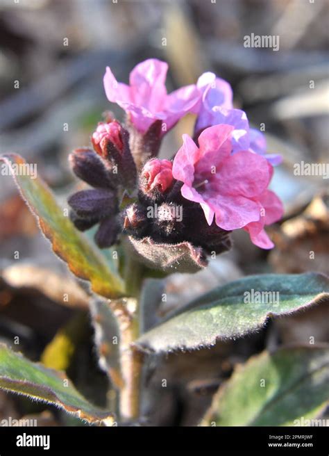 Early Spring Plant Lungwort Pulmonaria Blooms In The Wild Forest