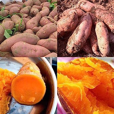 Comment Planter Des Patates Douces Pour Un Maximum De R Colte Guide