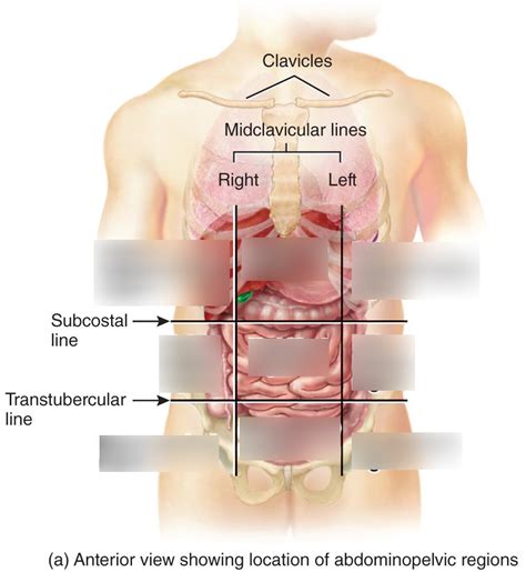 Ch 1 Abdominopelvic Regions Diagram Quizlet