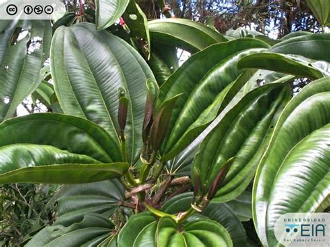 Amarrabollo Meriania Nobilis