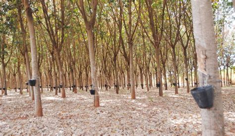 Assistência Técnica e Gerencial em Florestas Plantadas do Senar MS