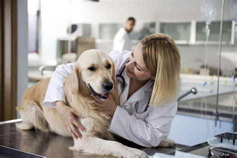 Por Qué Debo Esterilizar O Castrar A Mi Perro Podría Reducirá Algún