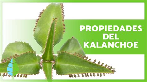 BENEFICIOS del KALANCHOE Propiedades Para qué sirve y