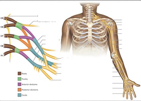 Peripheral Nerves Brachial Diagram Quizlet