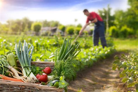 Agricultura orgânica o que é como funciona vantagens Ecologia