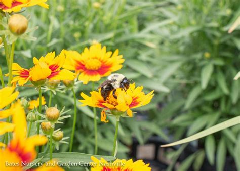 Learn More About How To Plant A Pollinator Friendly Garden And Which