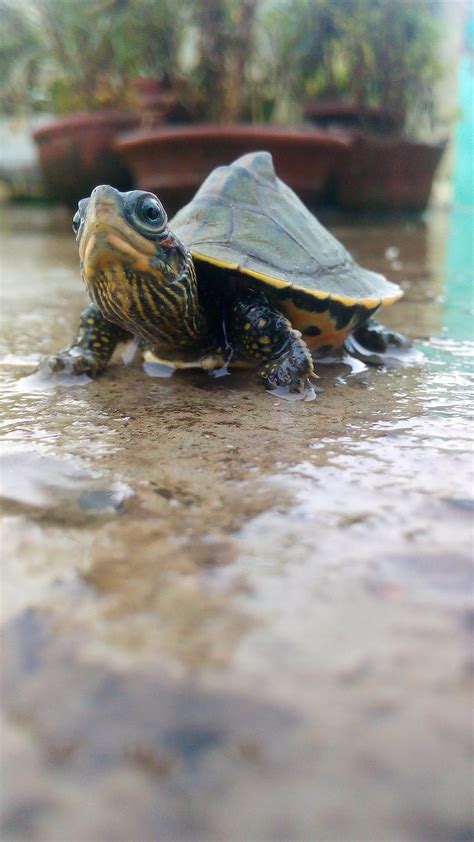 1920x1080px 1080P Descarga gratis Bebé tortuga naturaleza tortuga