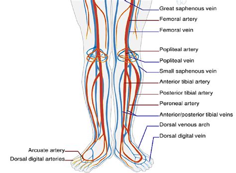Veins In The Foot Diagram