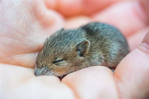 Rêver d une souris quelle signification WeMystic France