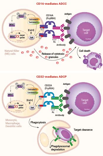 ADCC ADCP Cellular Assay InvivoGen