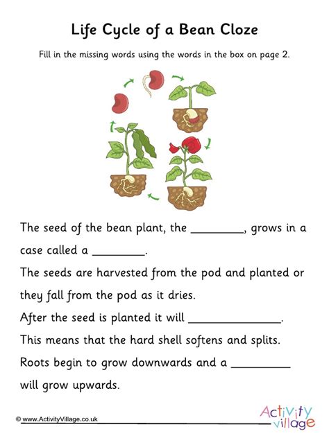 Bean Plant Life Cycle Worksheets Plant Life Cycle Plant Life