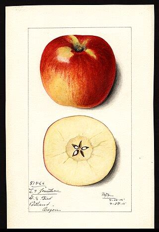 Jonathan Apple Wikiwand
