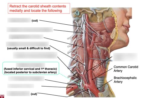 Anterior Neck Sympathetic Chain Diagram Quizlet