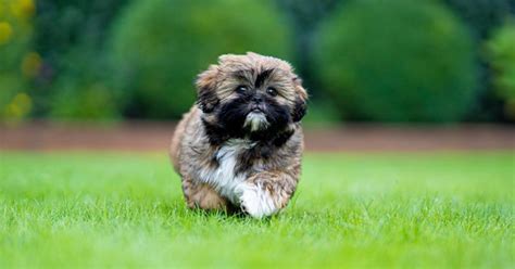 Cachorros Que N O Crescem Muito Veja Lista Ra As