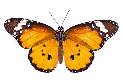 Monarch Schmetterling Auf Wei Em Hintergrund Stock Bild Colourbox