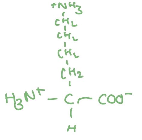 Amino Acids Flashcards Quizlet