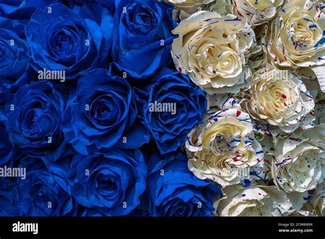 Lbum Rosas Azules Y Blancas Abzlocal Mx