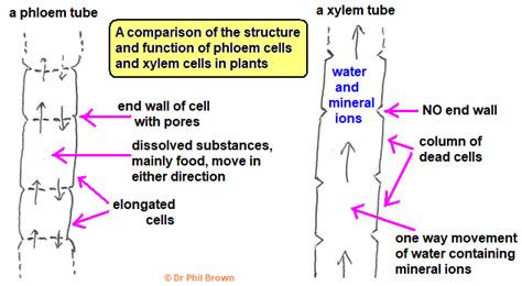 Structure Function Of Xylem Vessel Tubes Phloem Vessels Transporting