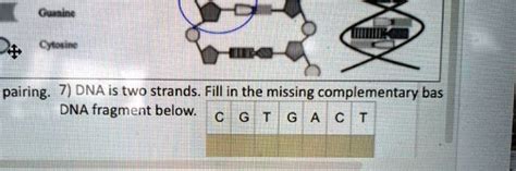 Solved Pairing Dna Is Two Strands Fill In The Missing