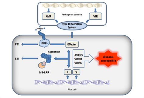 interaction model between pathogen and rice download scientific diagram
