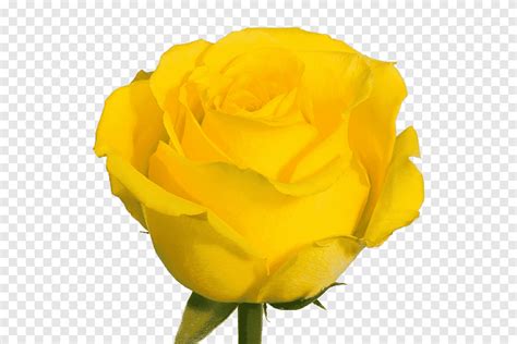 Rosas de jardim Floribunda Briar austríaco Flores de corte Flores