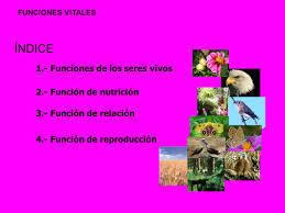 Que Son Las Funciones Vitales Dinami