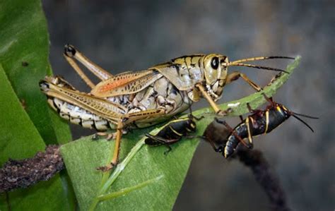 Pacific Science Center Life Sciences Grasshopper Havoc