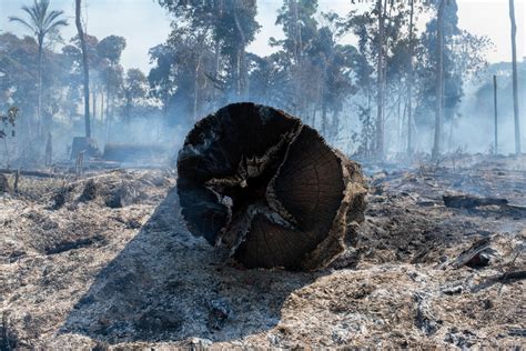 Cronologia da destruição anunciada Greenpeace Brasil