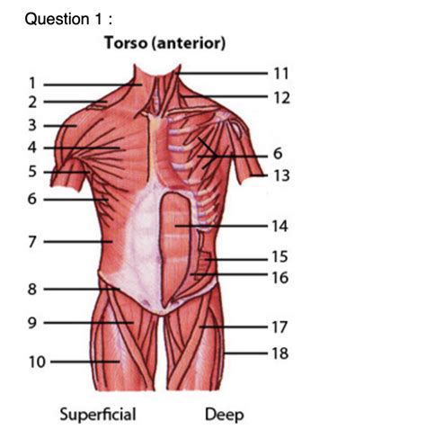 Torso Anterior Diagram Quizlet