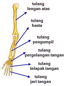 Bentuk Tulang Pergelangan Tangan Homecare24