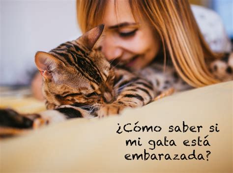 Cómo saber si mi gata está embarazada Comunidad Retorn