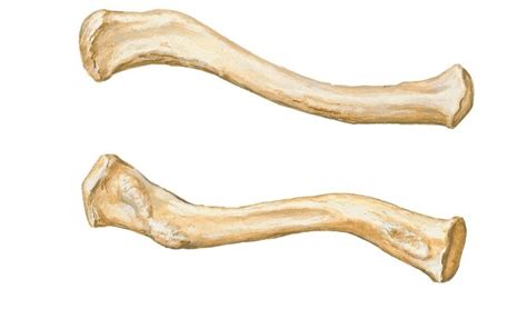 Bone Diagrams Diagram Quizlet