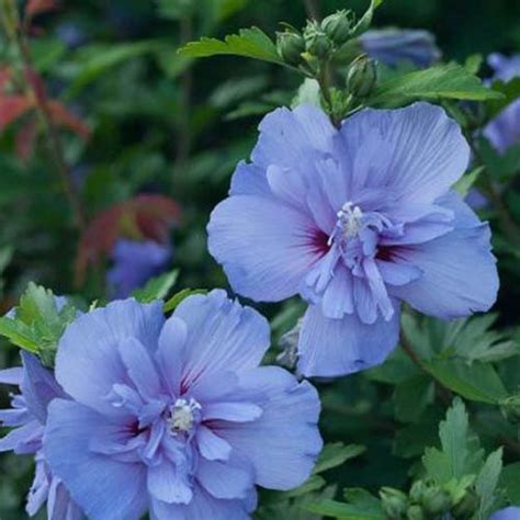 37 Of The Best Hibiscus Varieties Gardener S Path Rosa Di Sharon