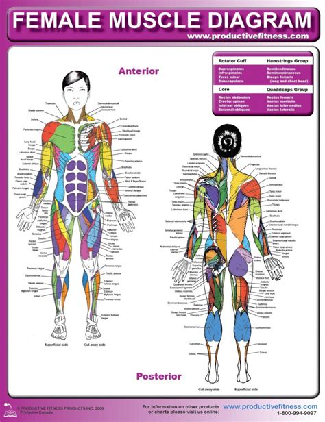 Muscles Of The Female Body Diagram