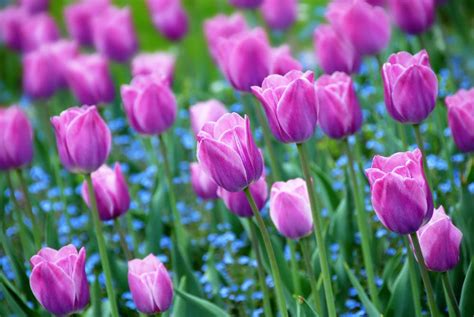Como Cuidar De Tulipas Descubra Dicas Essenciais De Cultivo
