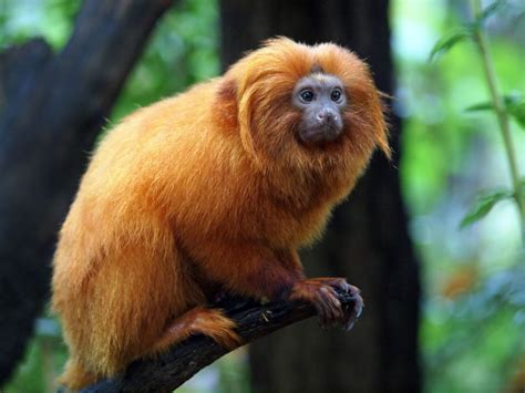 10 ANIMAIS NATIVOS DO BRASIL Learn Brazilian Portuguese Online