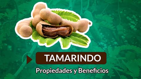 Beneficios Y Propiedades Del Tamarindo YouTube