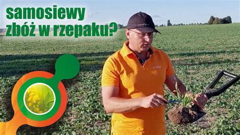 Jak zwalczać samosiewy zbóż i chwasty jednoliścienne w rzepaku