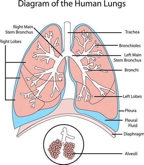 Human Lungs Labeled