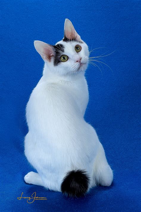 Japanese Bobtail Breeders