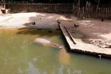 Zoologico Municipal de São José do Rio Preto Onde Visitar em São José