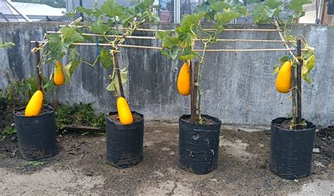 Cara Menanam Timun Suri Di Polybag KampusTani