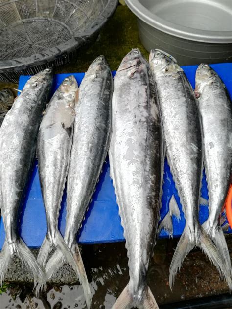 Cara Nak Buat Ikan Masin Tenggiri Natalya Has Page
